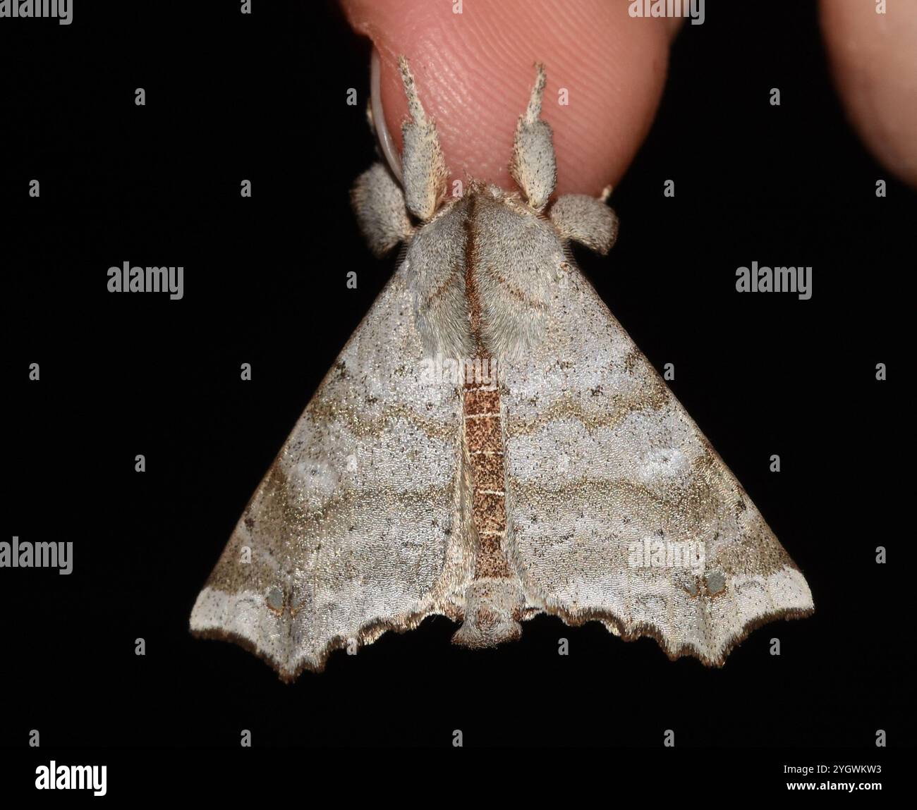 Angel Moth (Olceclostera angelica Stock Photo - Alamy