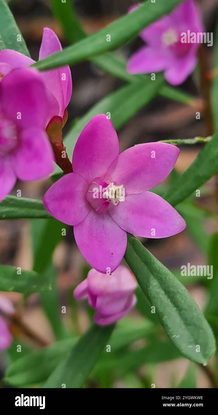 Exalata hi-res stock photography and images - Alamy