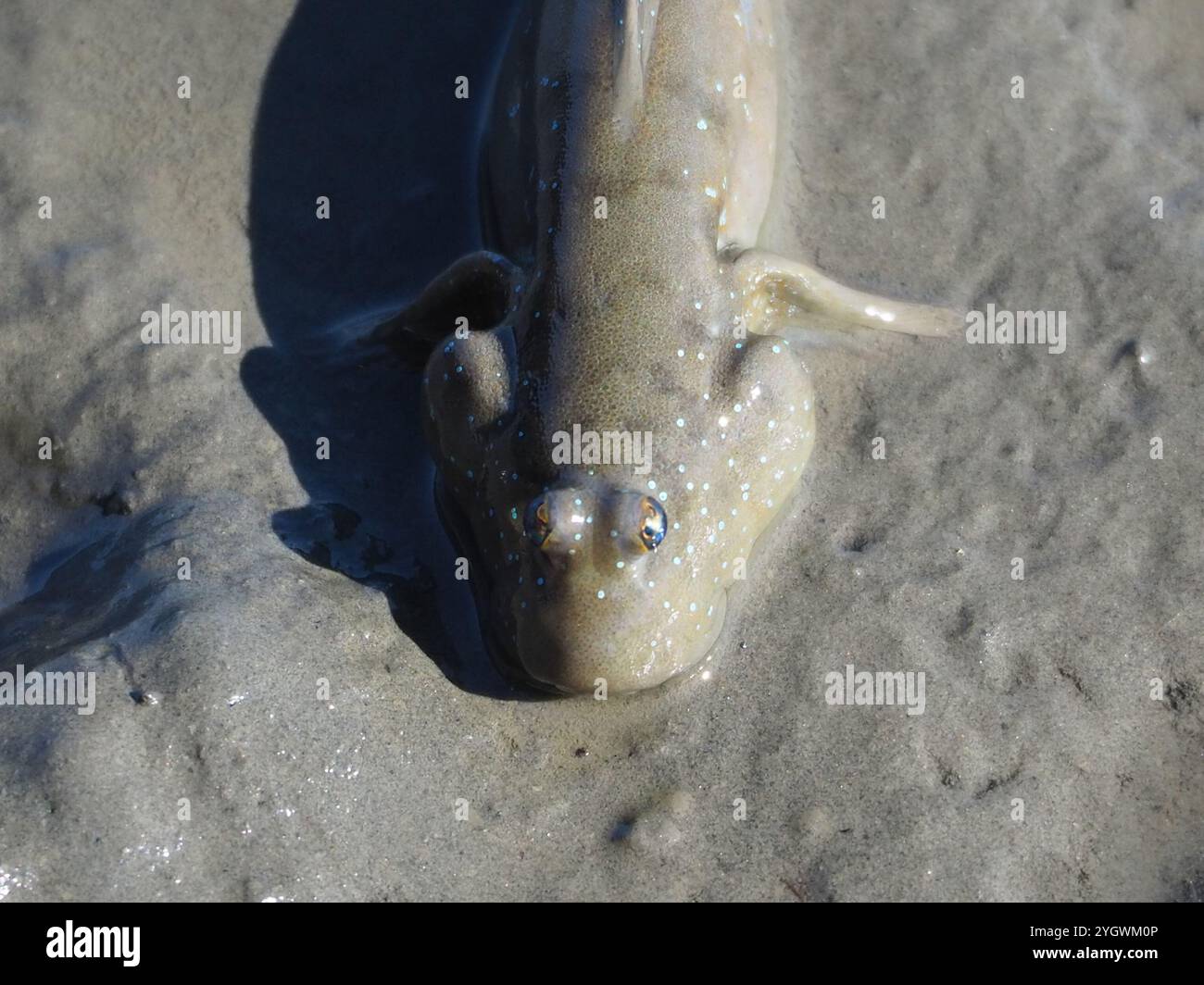 Great Blue-spotted Mudskipper (Boleophthalmus pectinirostris Stock ...