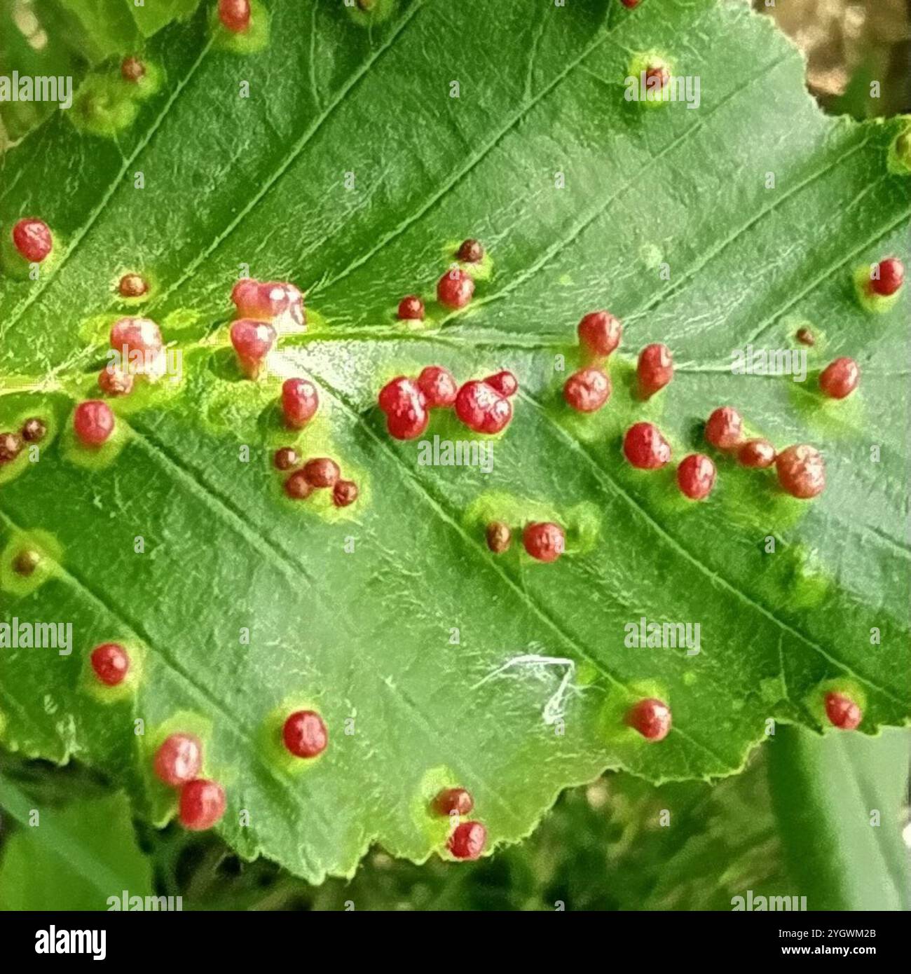 Gall and Rust Mites (Eriophyidae Stock Photo - Alamy