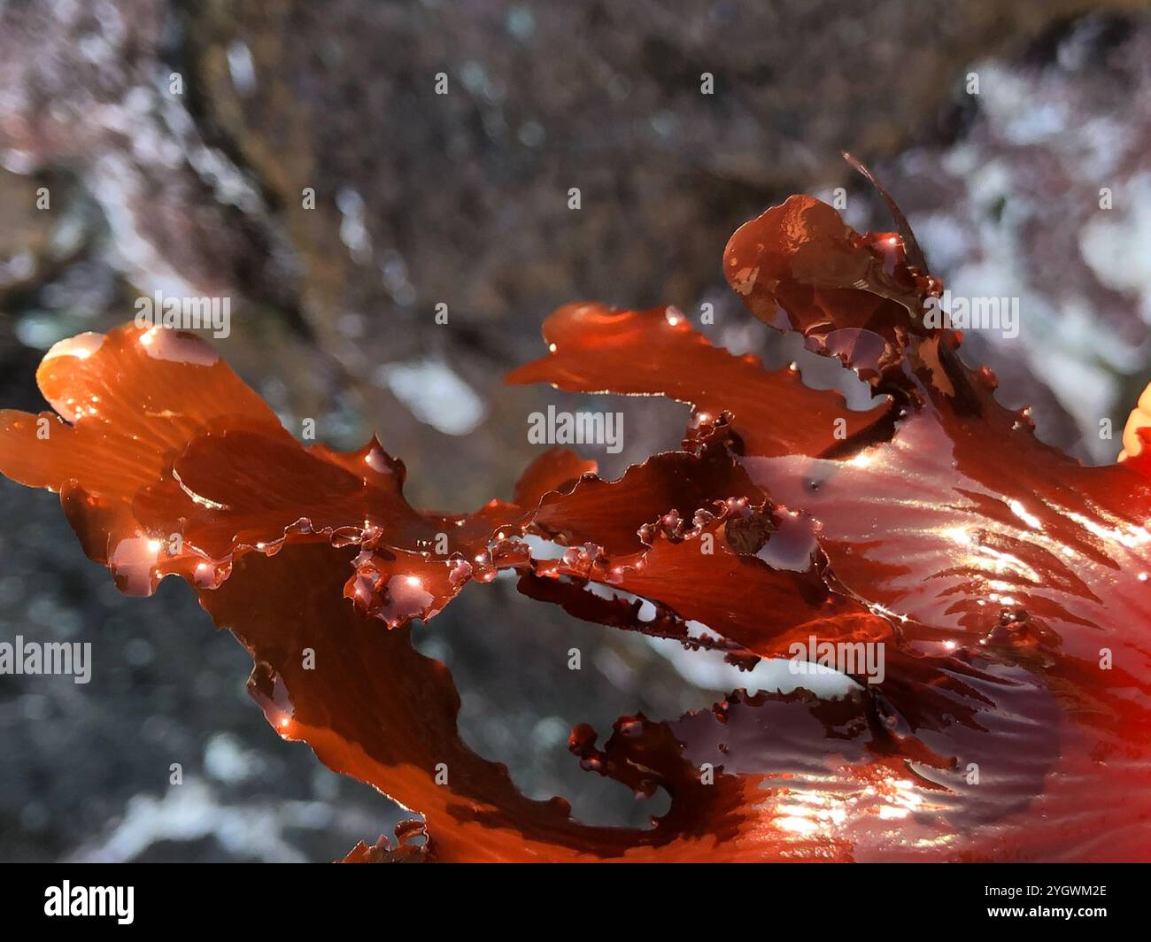 Cryptopleura ruprechtiana hi-res stock photography and images - Alamy