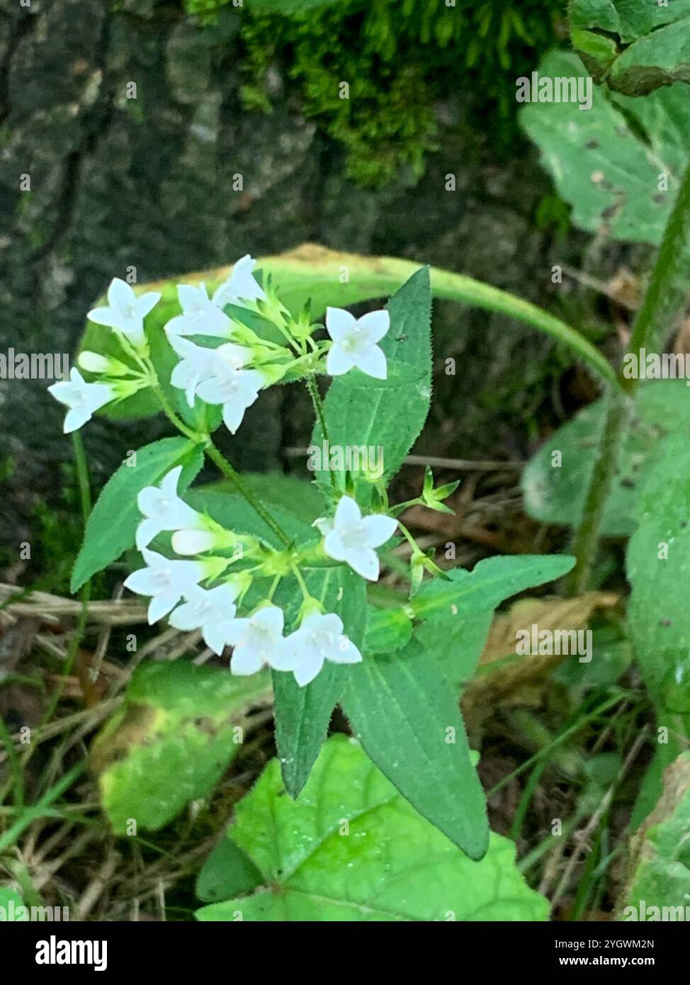 summer bluet (Houstonia purpurea Stock Photo - Alamy