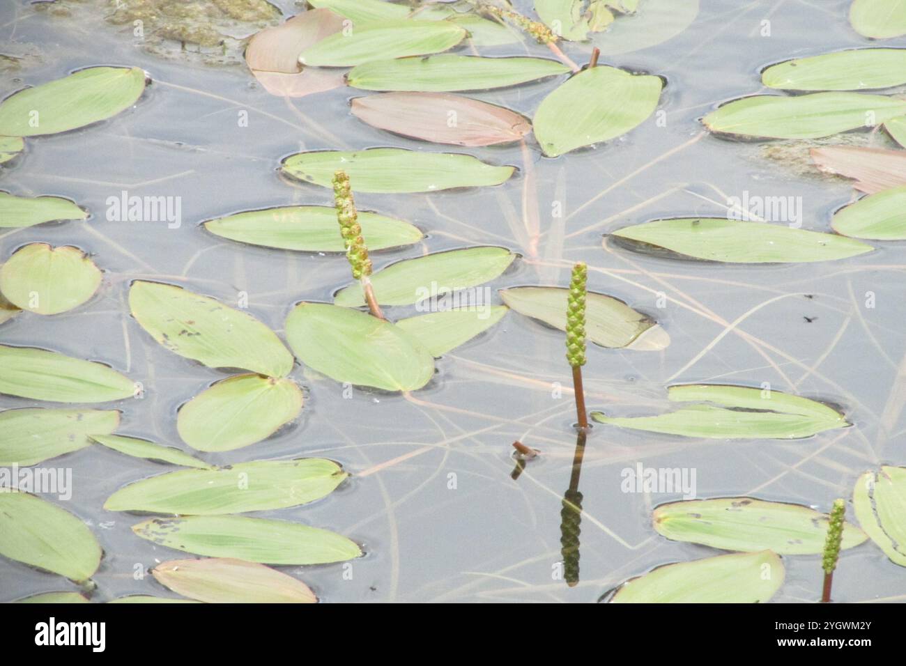 Floating leaved pondweed potamogeton hi-res stock photography and ...