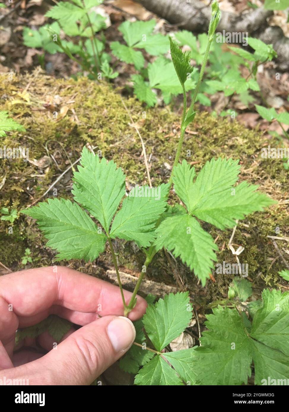 dwarf raspberry (Rubus pubescens Stock Photo - Alamy