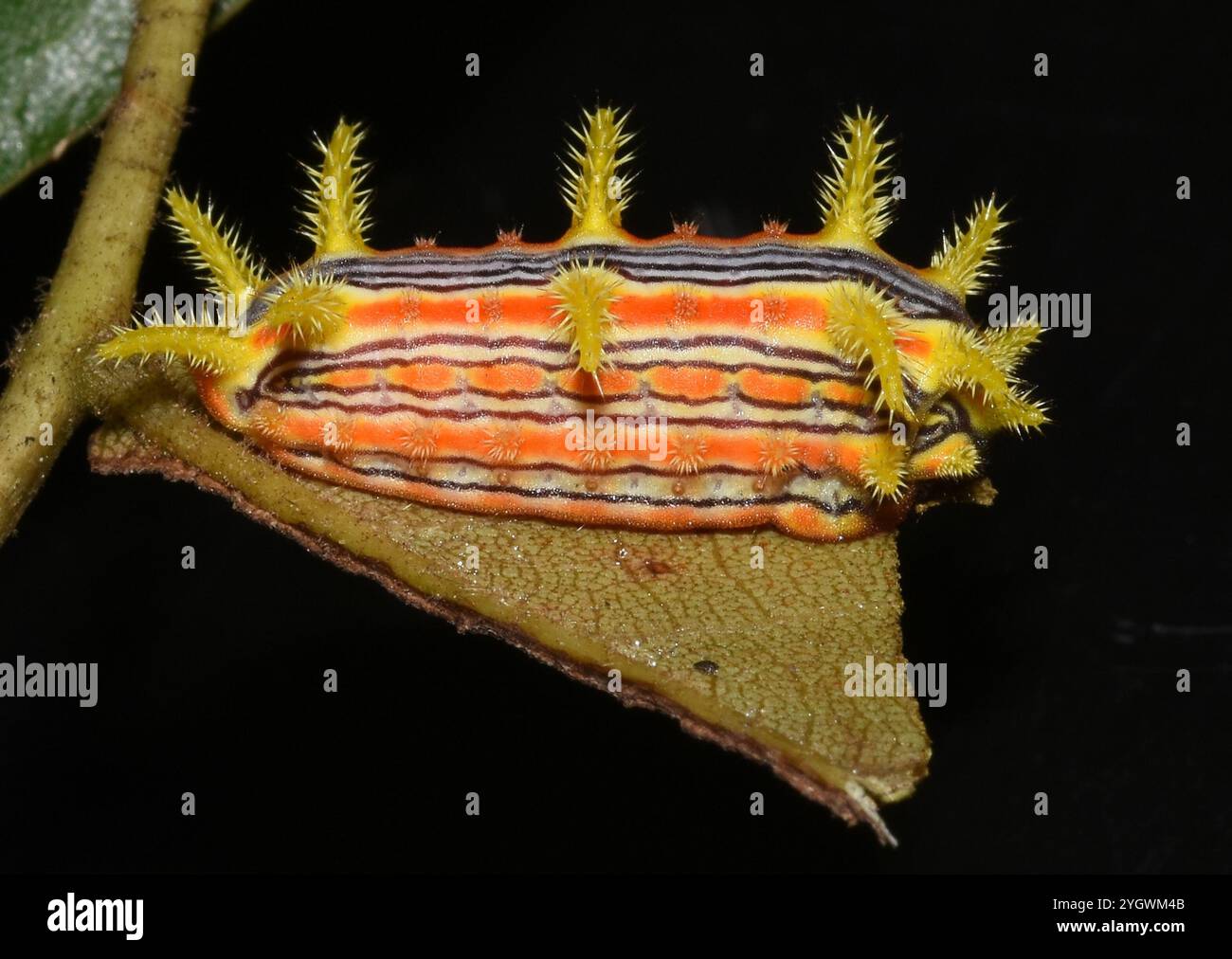 Stinging Rose Caterpillar Moth (Parasa indetermina Stock Photo - Alamy