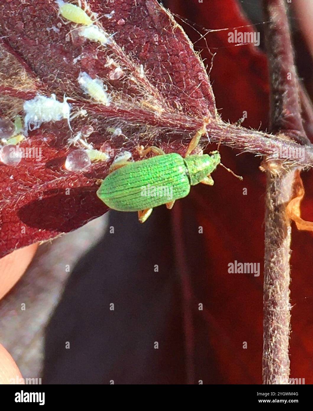 Green Immigrant Leaf Weevil (Polydrusus formosus Stock Photo - Alamy