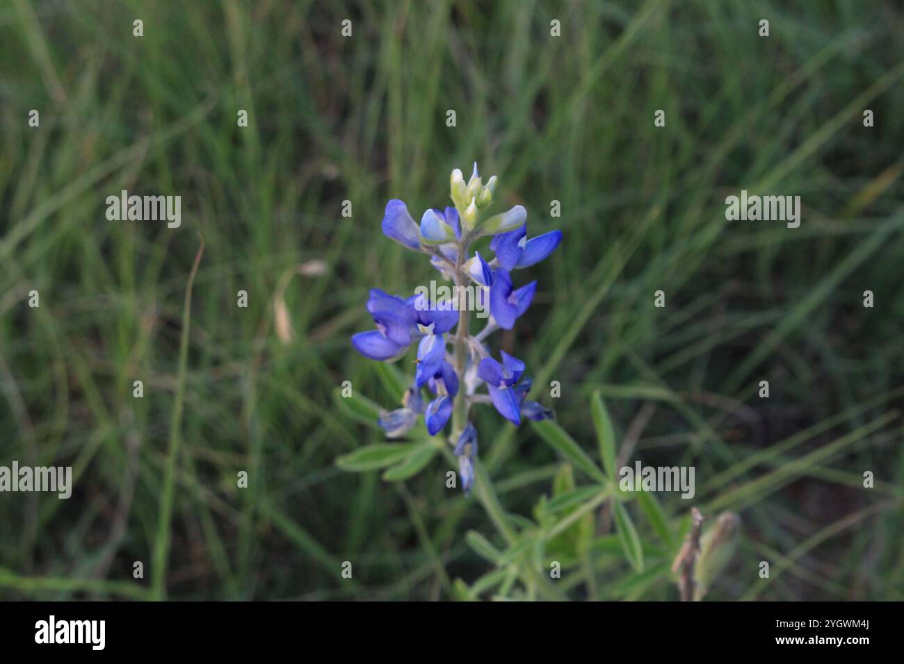 Texas bluebonnet (Lupinus texensis Stock Photo - Alamy