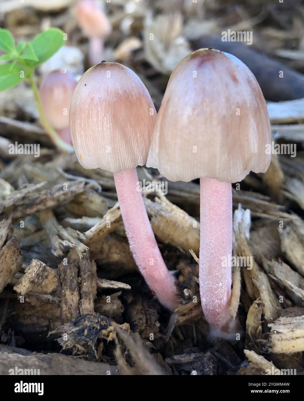 Bolbitius coprophilus hi-res stock photography and images - Alamy