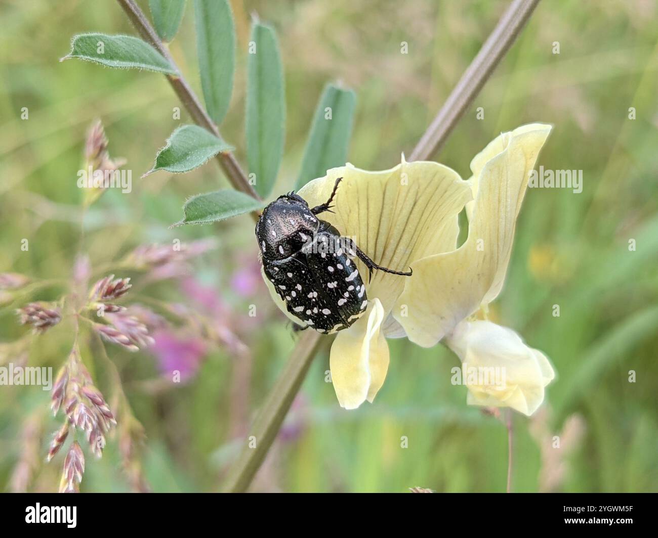 Mediterranean Spotted Chafer (Oxythyrea funesta Stock Photo - Alamy
