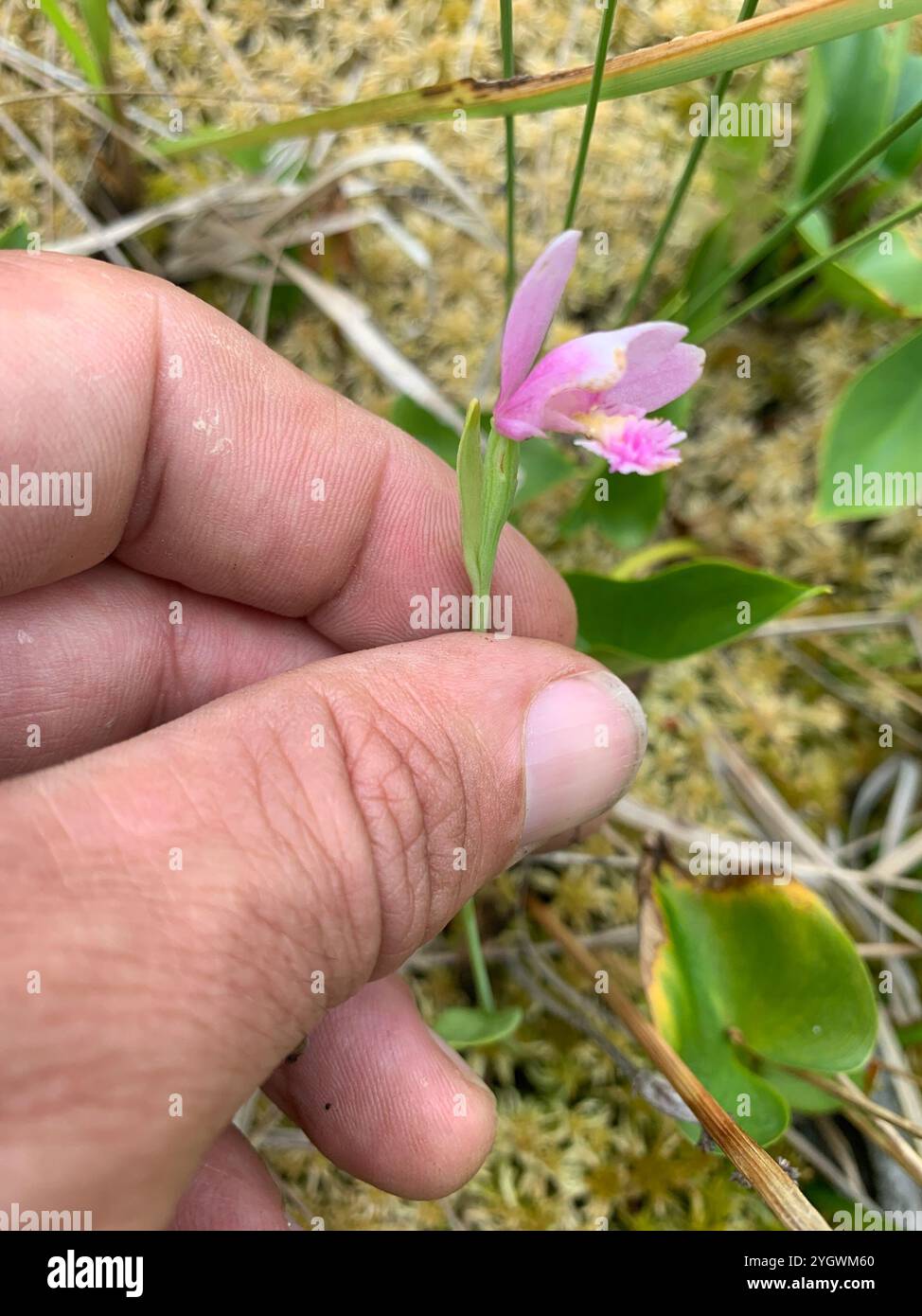Rose Pogonia (Pogonia ophioglossoides Stock Photo - Alamy