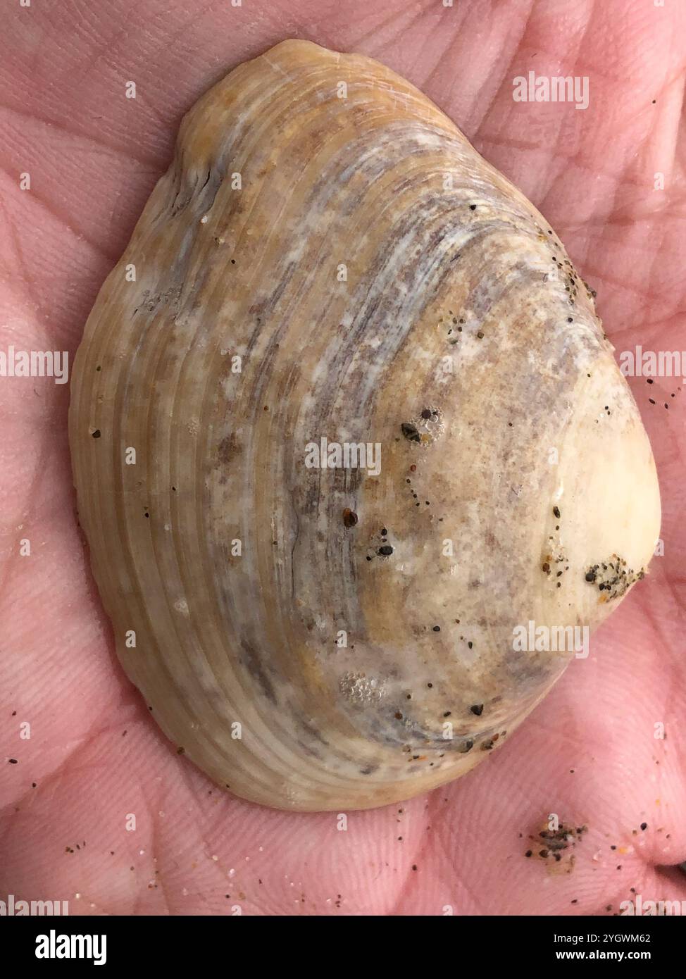 Bent-nosed Clam (Macoma nasuta Stock Photo - Alamy