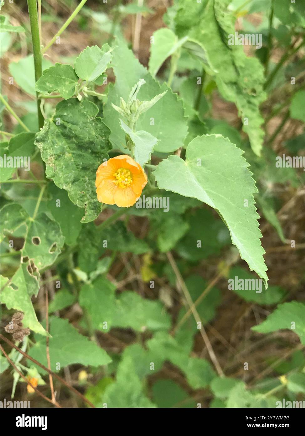 sweet Indian Mallow (Abutilon fruticosum Stock Photo - Alamy