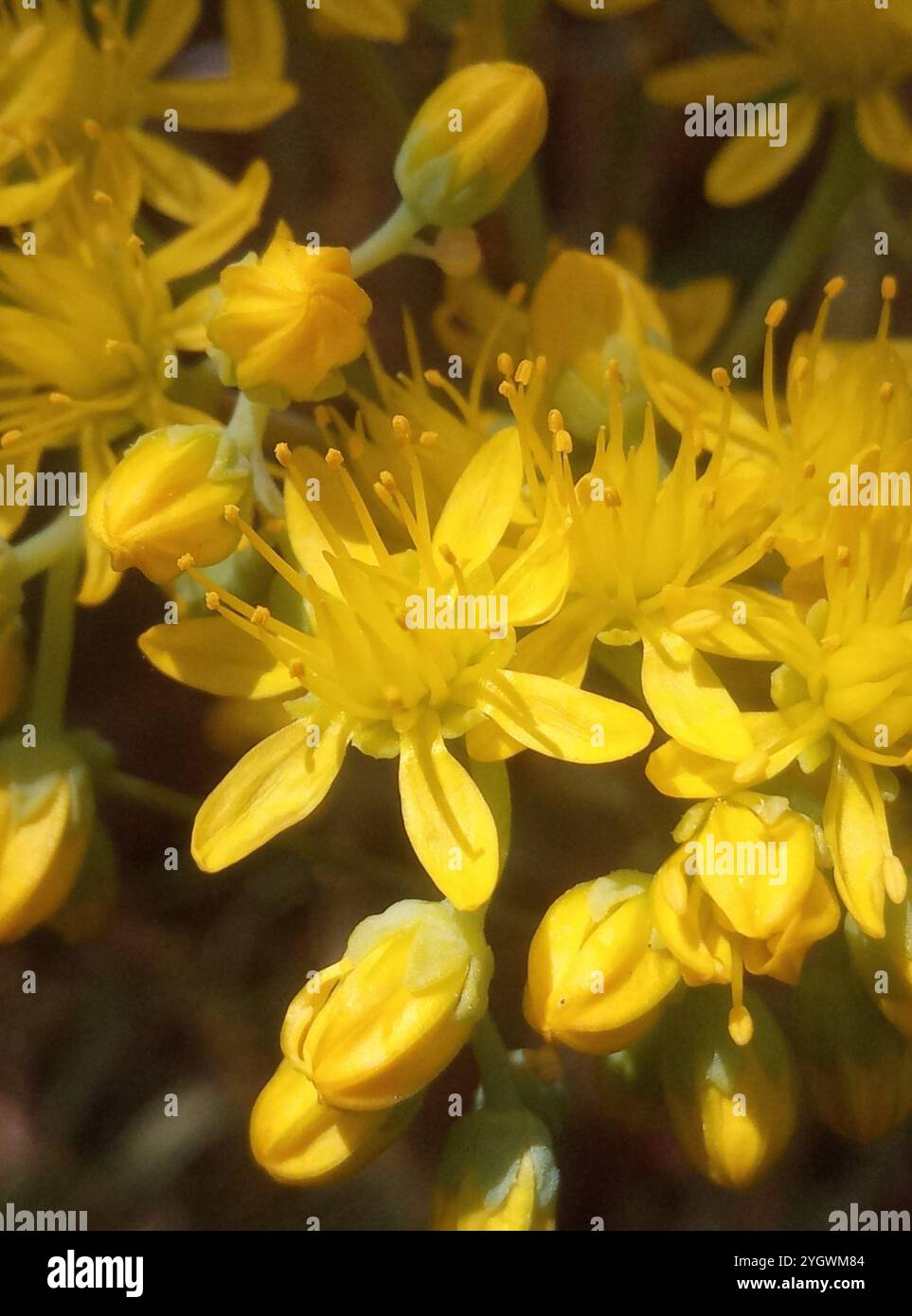 Rock Stonecrop (Petrosedum forsterianum Stock Photo - Alamy