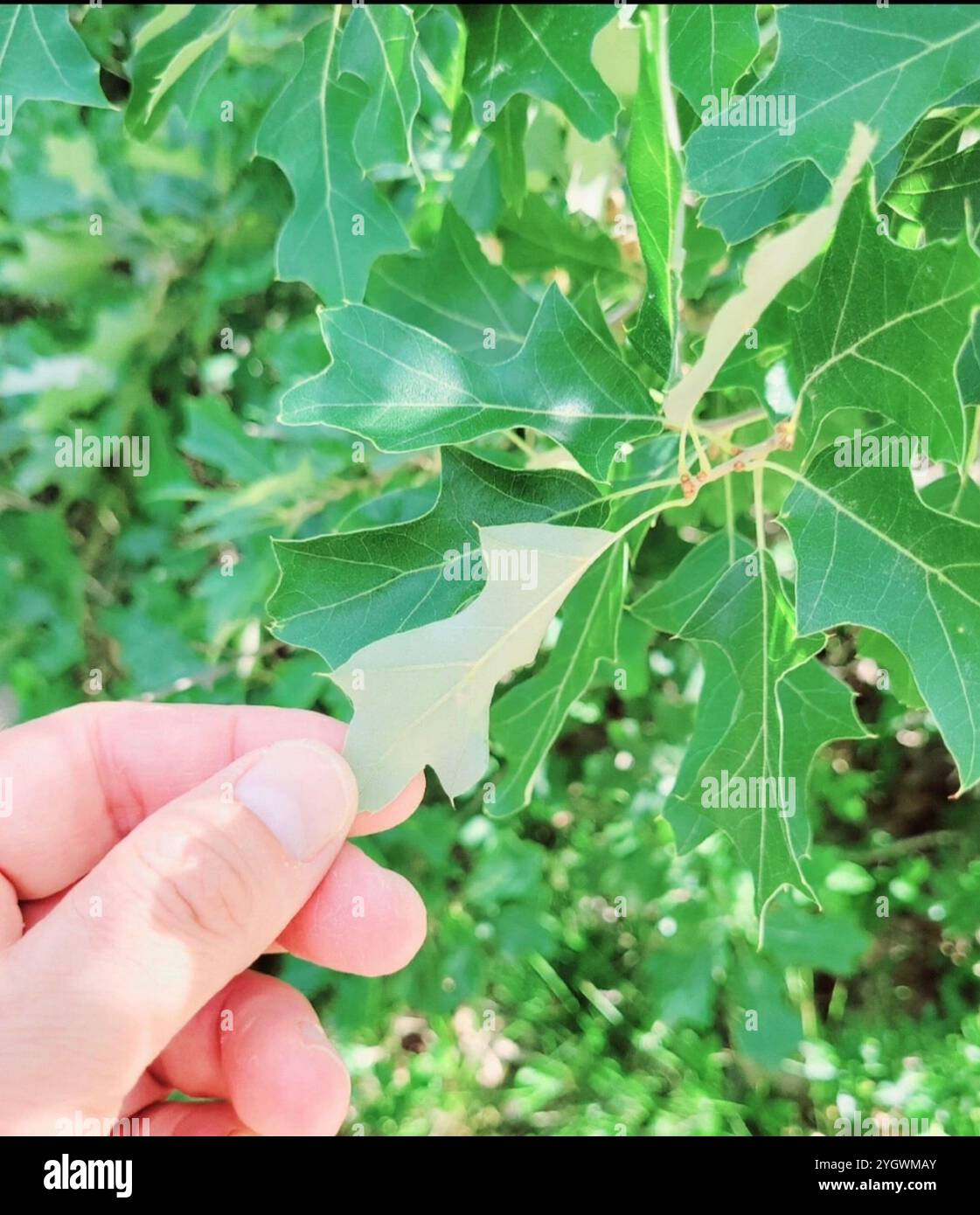 bear oak (Quercus ilicifolia Stock Photo - Alamy