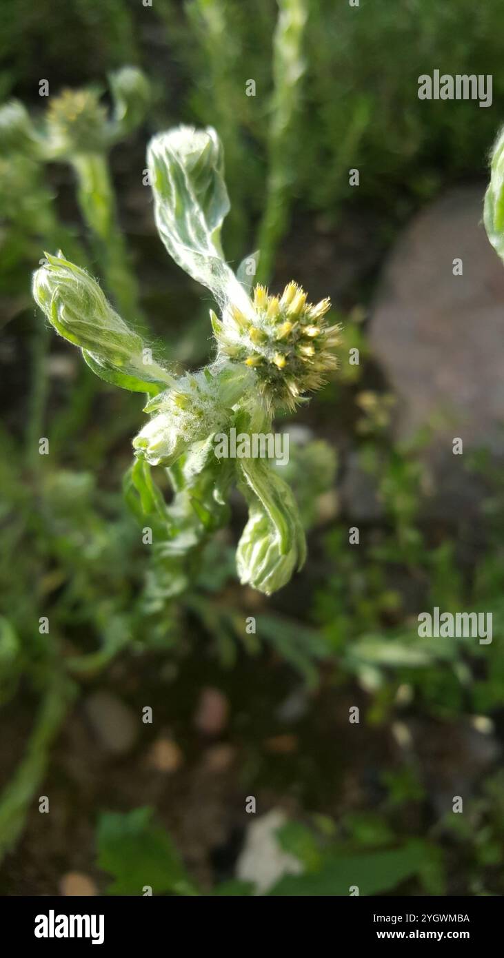 Common Cudweed (Filago germanica Stock Photo - Alamy