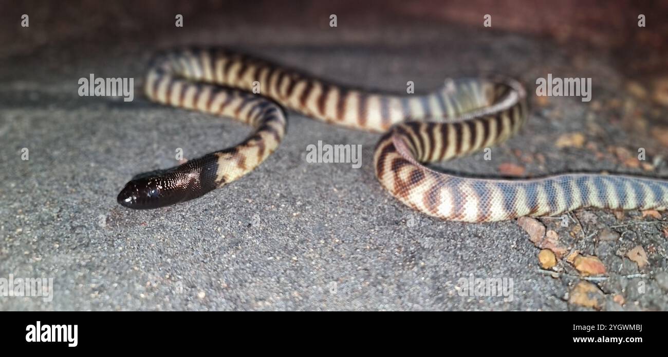 Black-headed Python (Aspidites melanocephalus Stock Photo - Alamy