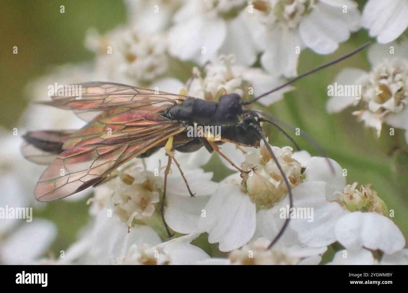 Stem Sawflies (Cephidae Stock Photo - Alamy