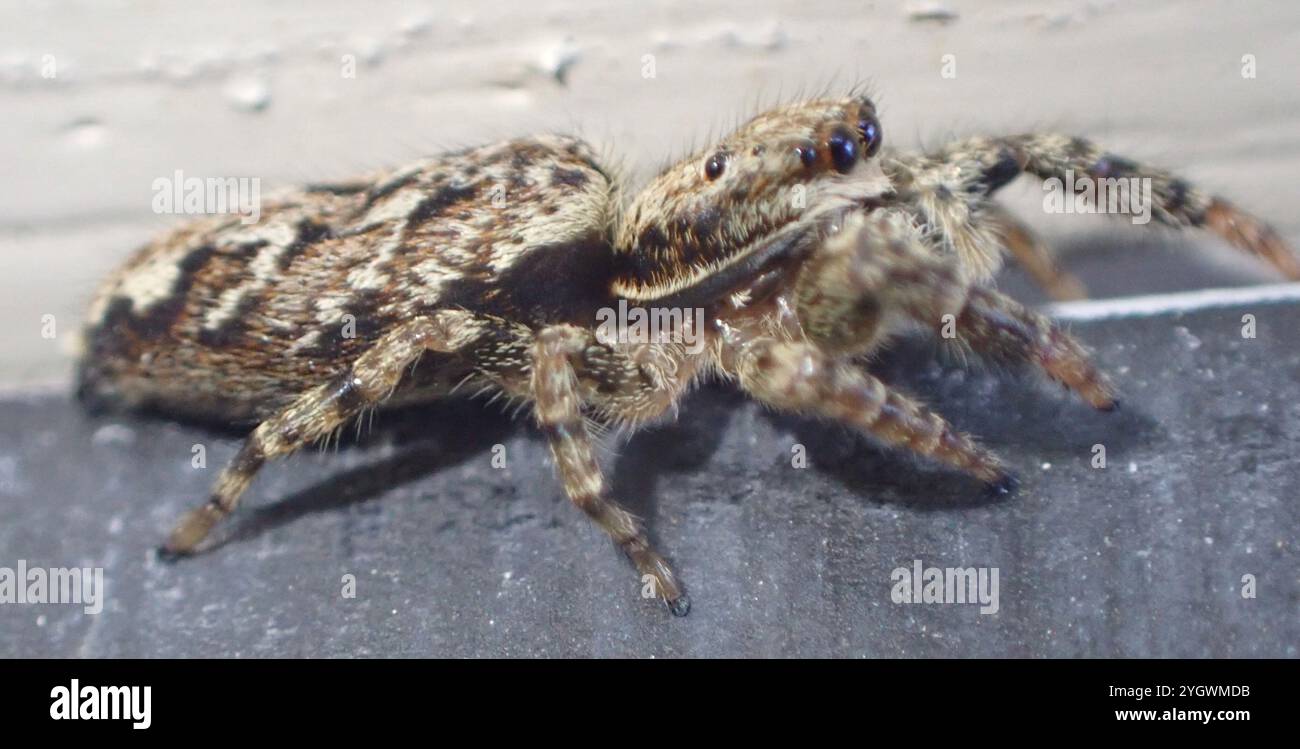 Fencepost jumping spider (Marpissa muscosa Stock Photo - Alamy