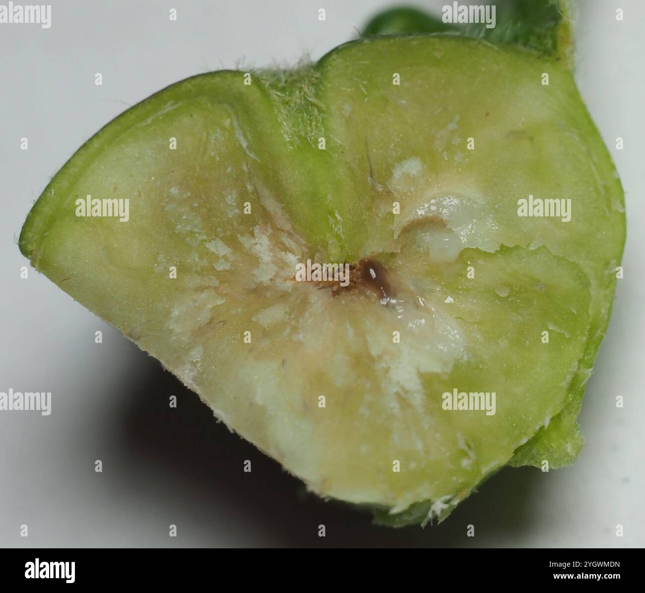 Oak Petiole Gall Wasp (Andricus quercuspetiolicola Stock Photo - Alamy