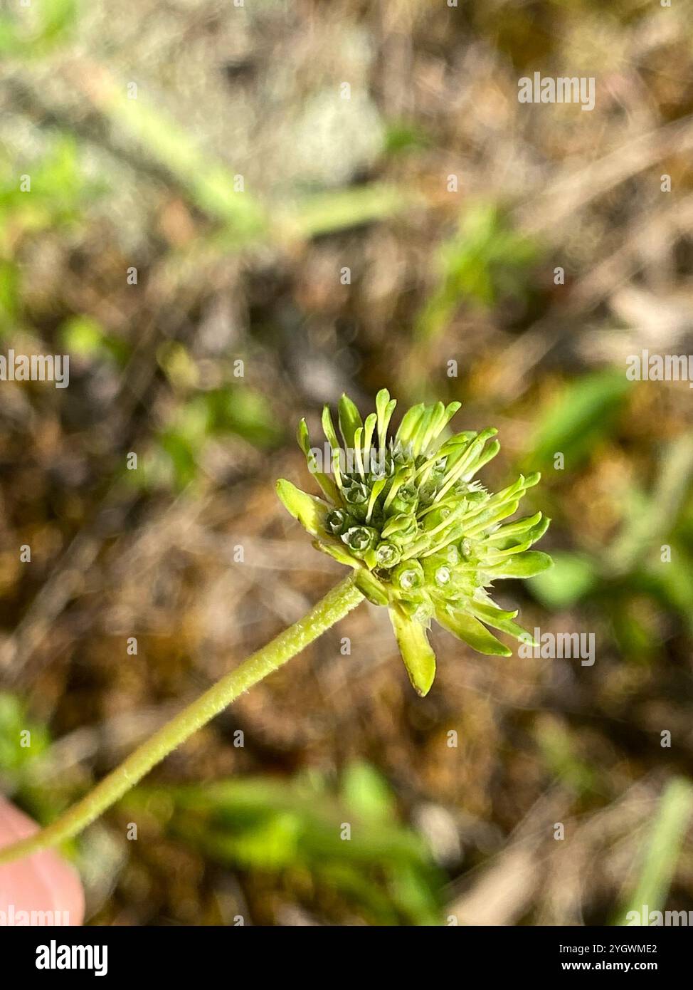 (Marshallia obovata obovata Stock Photo - Alamy