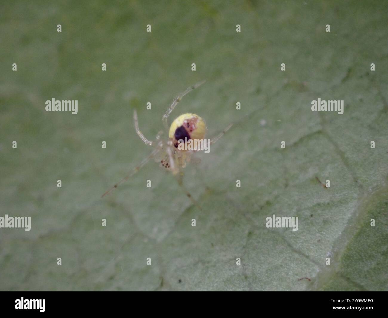 Comb-footed Spiders (Theridiidae Stock Photo - Alamy