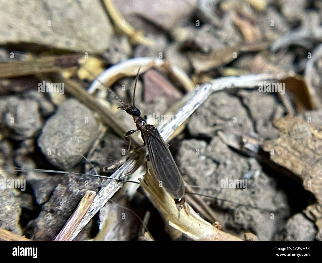 Webspinners hi-res stock photography and images - Alamy