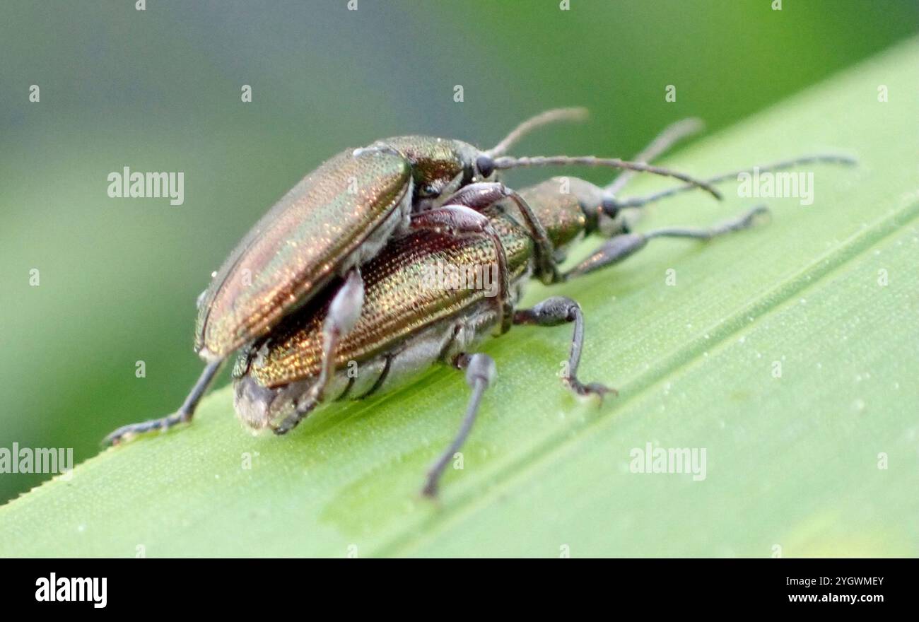 Grooved Leaf Beetle (Donacia semicuprea Stock Photo - Alamy