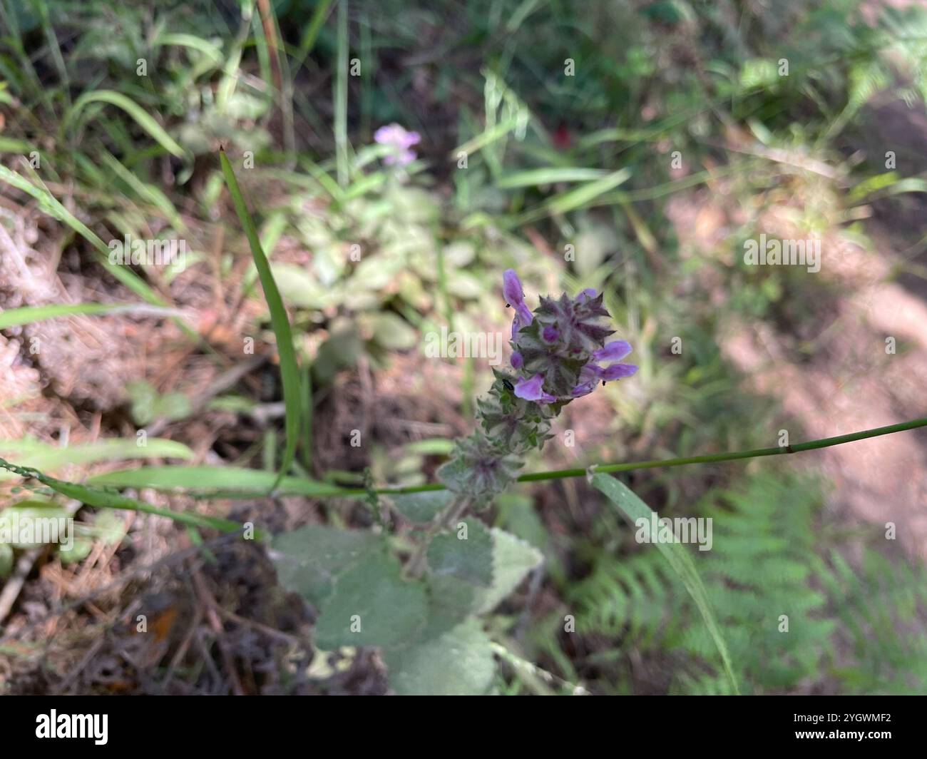 Rough Hedgenettle (Stachys rigida Stock Photo - Alamy