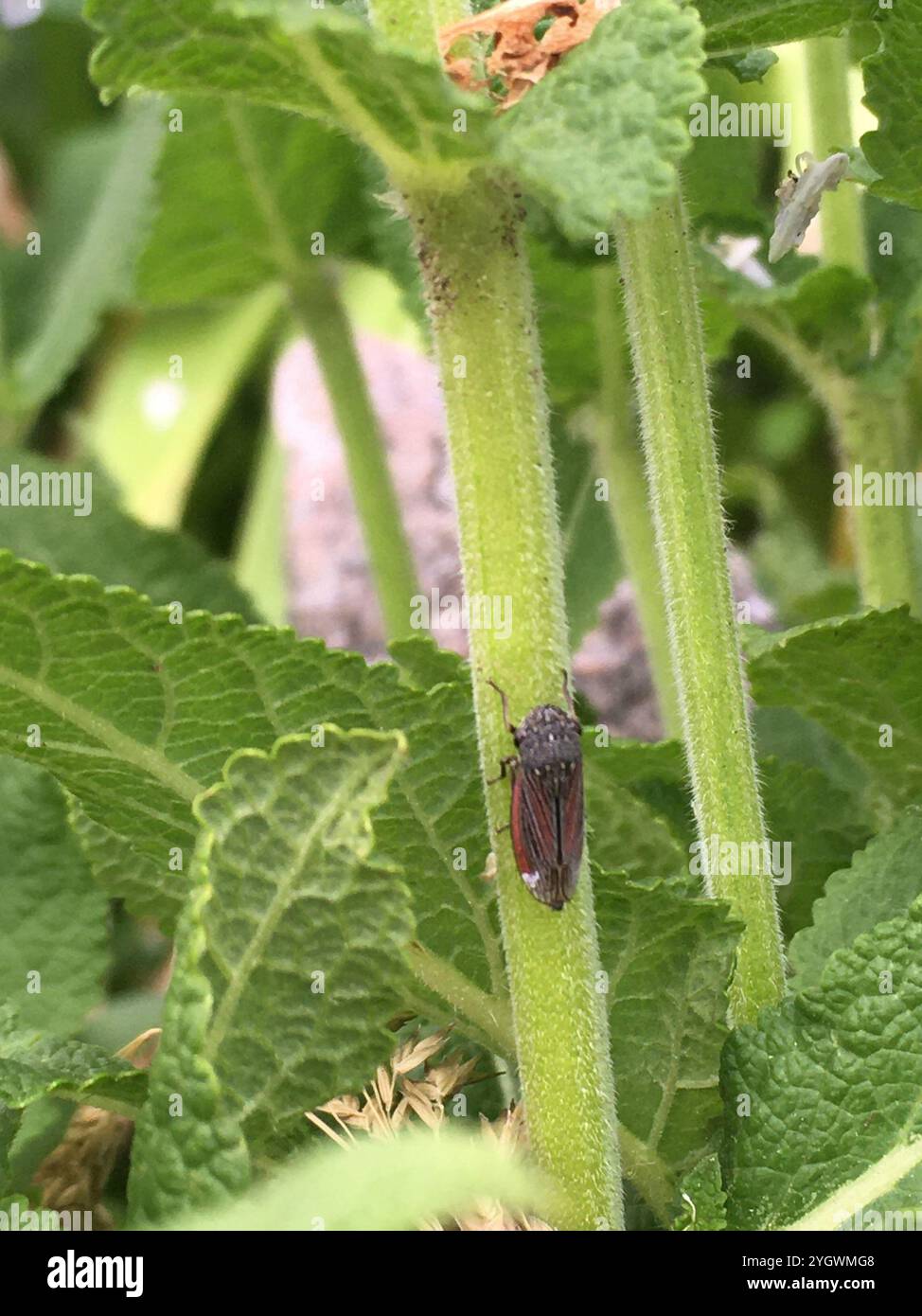 Striped leafhopper hi-res stock photography and images - Alamy