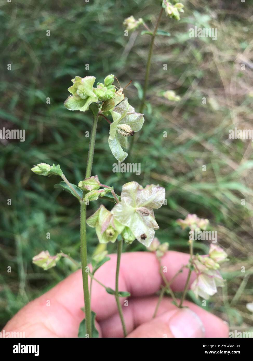 White Four o'Clock (Mirabilis albida Stock Photo - Alamy