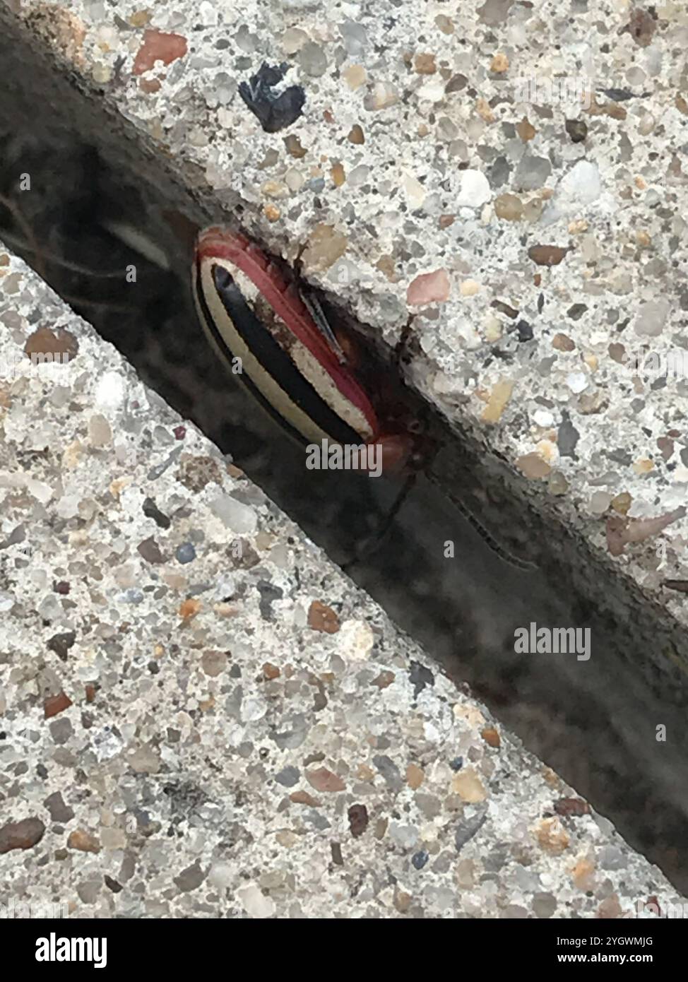 Disonycha hi-res stock photography and images - Alamy