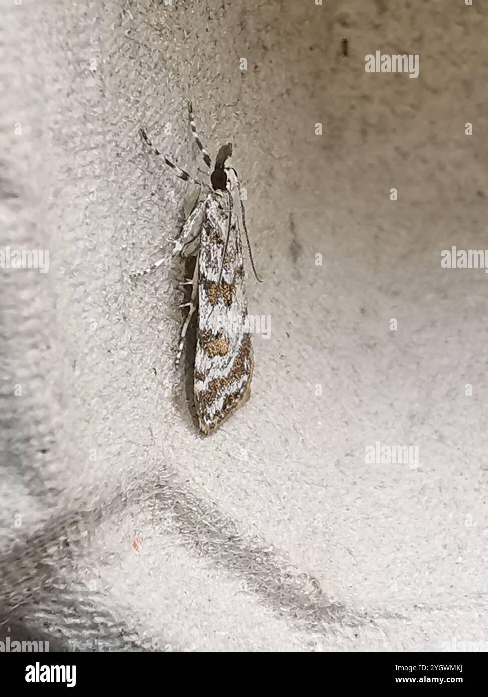 Meadow Grey (Scoparia pyralella Stock Photo - Alamy