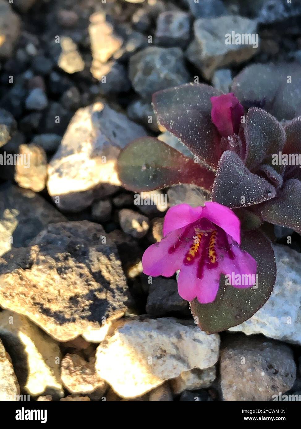 Cascadensis hi-res stock photography and images - Alamy