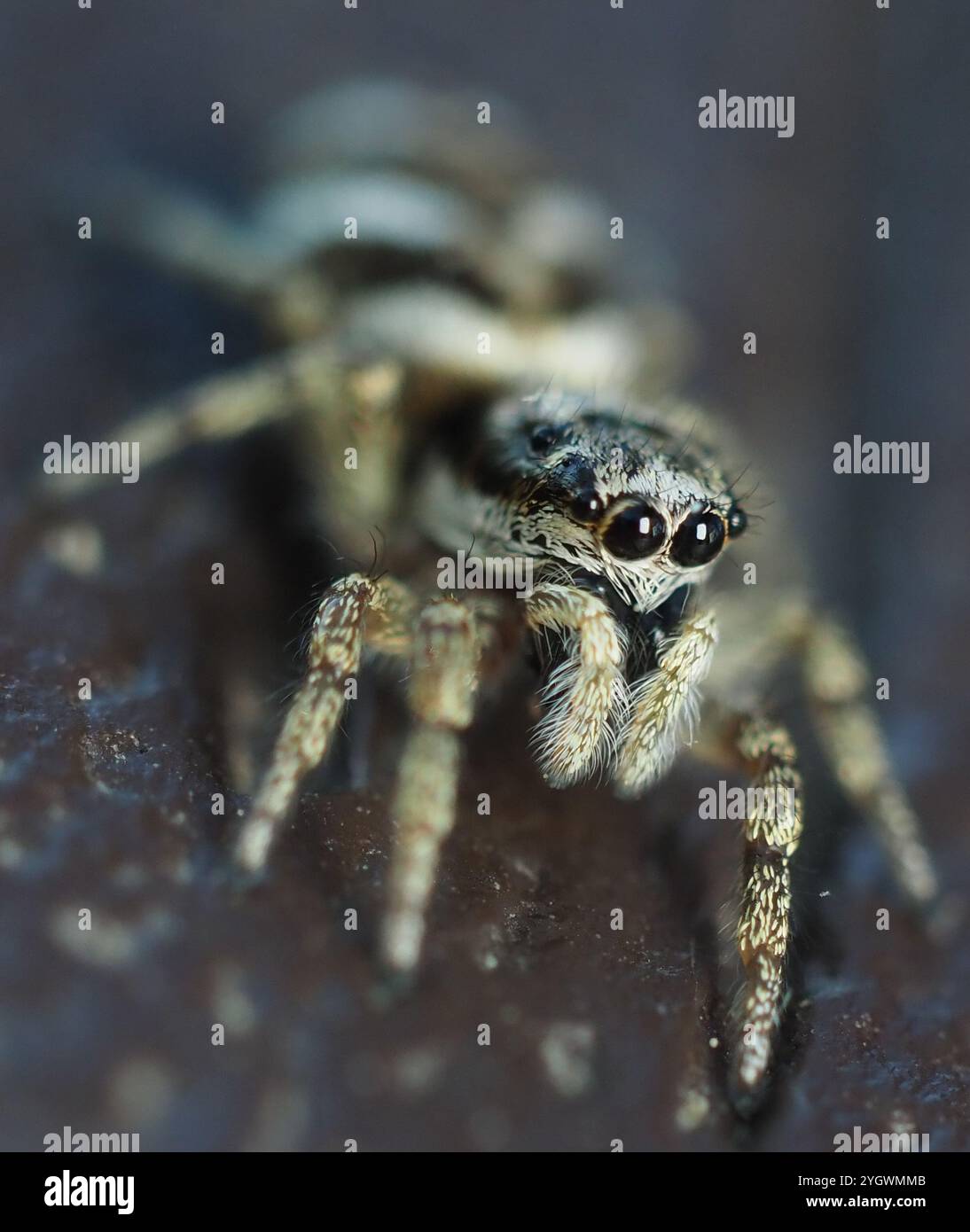 Zebra Jumping Spider (Salticus scenicus Stock Photo - Alamy