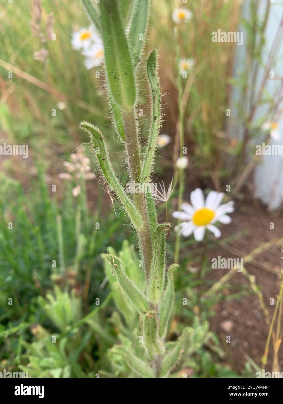 Madia sativa hi-res stock photography and images - Alamy