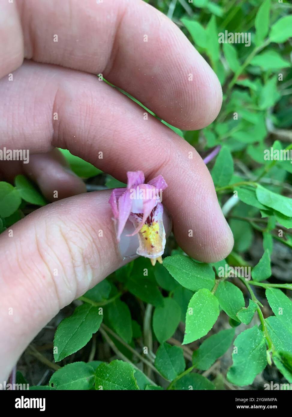 Eastern Fairy-slipper (Calypso bulbosa americana Stock Photo - Alamy
