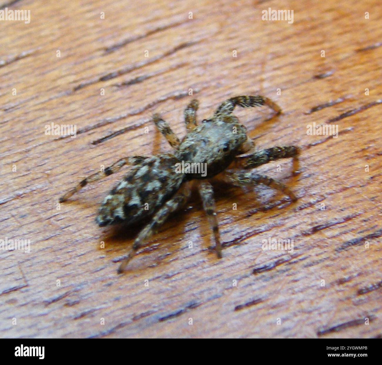 Fencepost jumping spider (Marpissa muscosa Stock Photo - Alamy