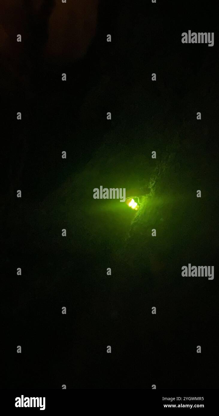 California Pink Glowworm (Microphotus angustus Stock Photo - Alamy