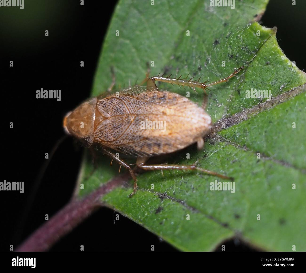 Tawny Cockroach (Ectobius pallidus Stock Photo - Alamy
