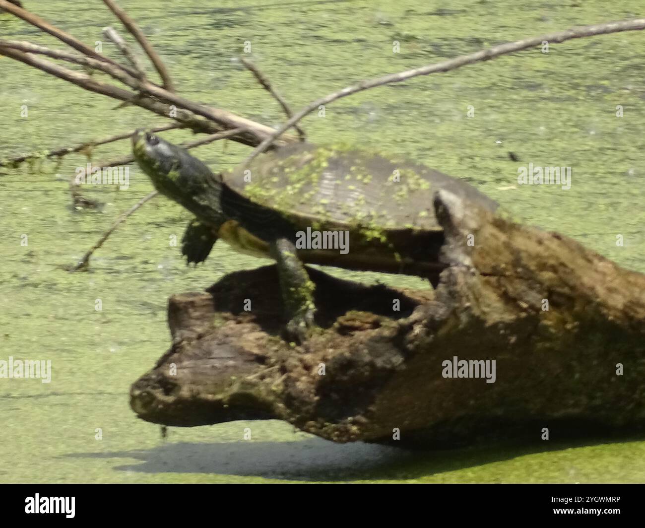 Northern Map Turtle (Graptemys geographica Stock Photo - Alamy