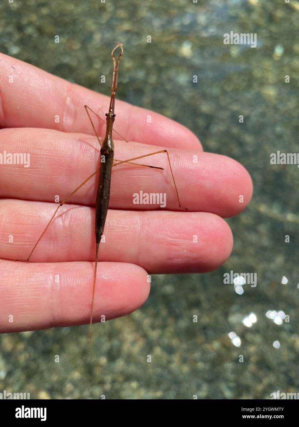 Brown Waterscorpion (Ranatra fusca Stock Photo - Alamy
