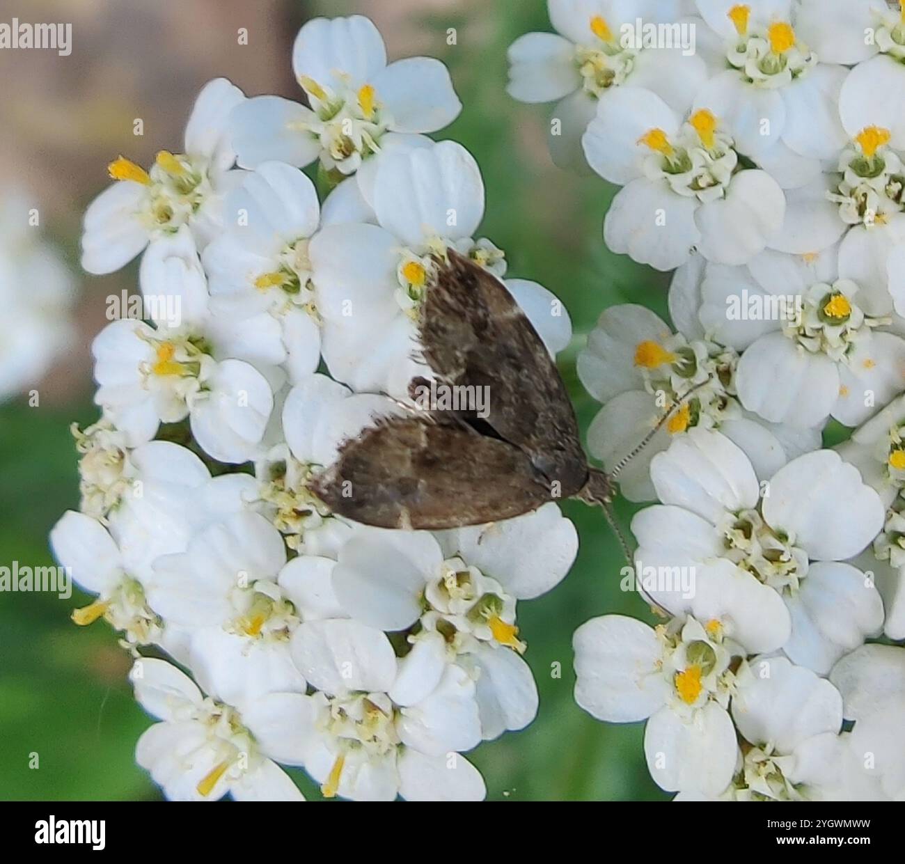 Common Nettle-tap (Anthophila fabriciana Stock Photo - Alamy