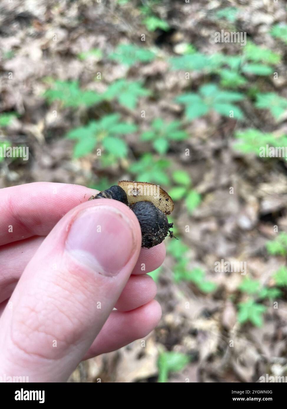 Brown-haired White Cup (Humaria hemisphaerica Stock Photo - Alamy