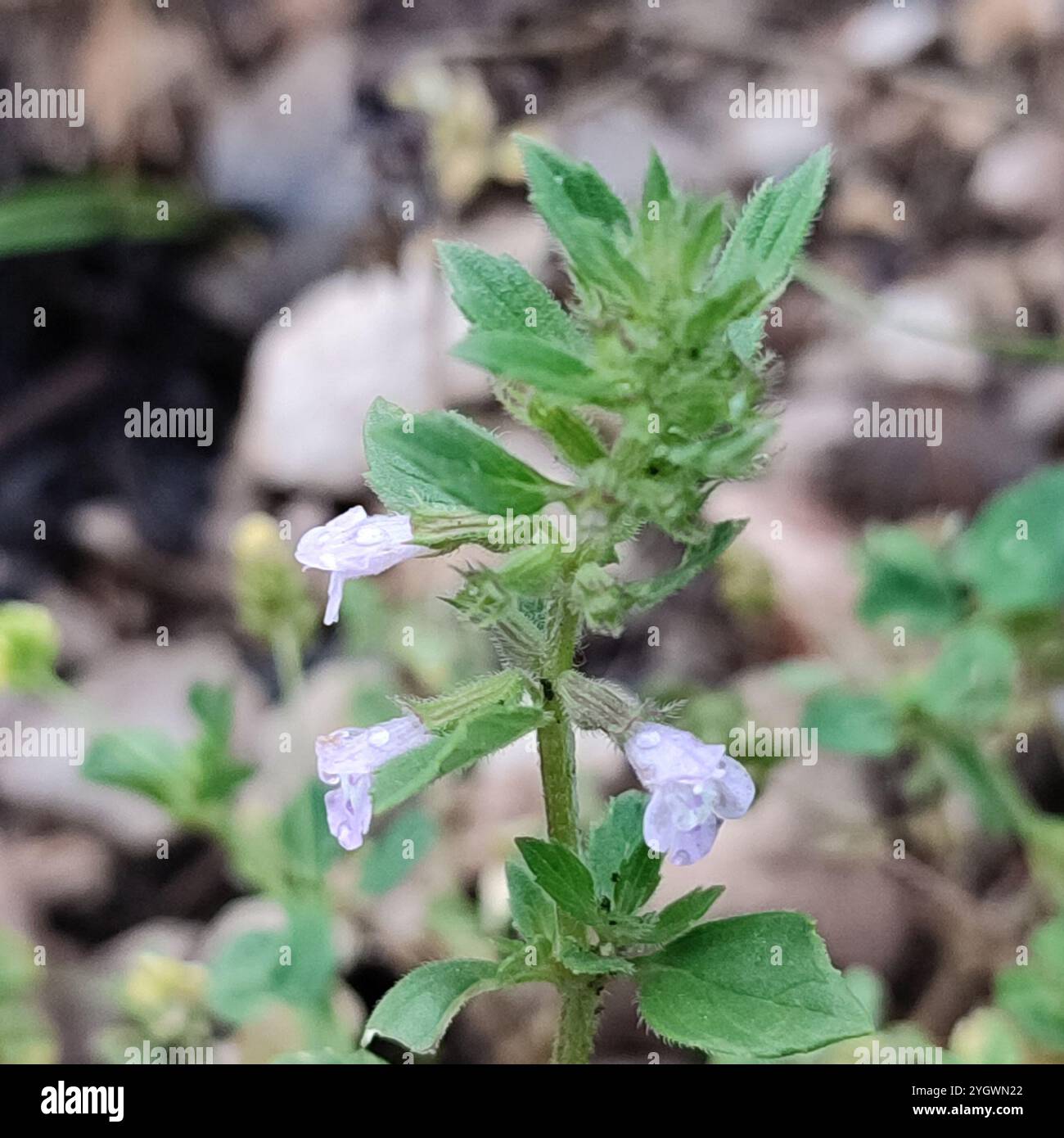basil-thyme (Clinopodium acinos Stock Photo - Alamy