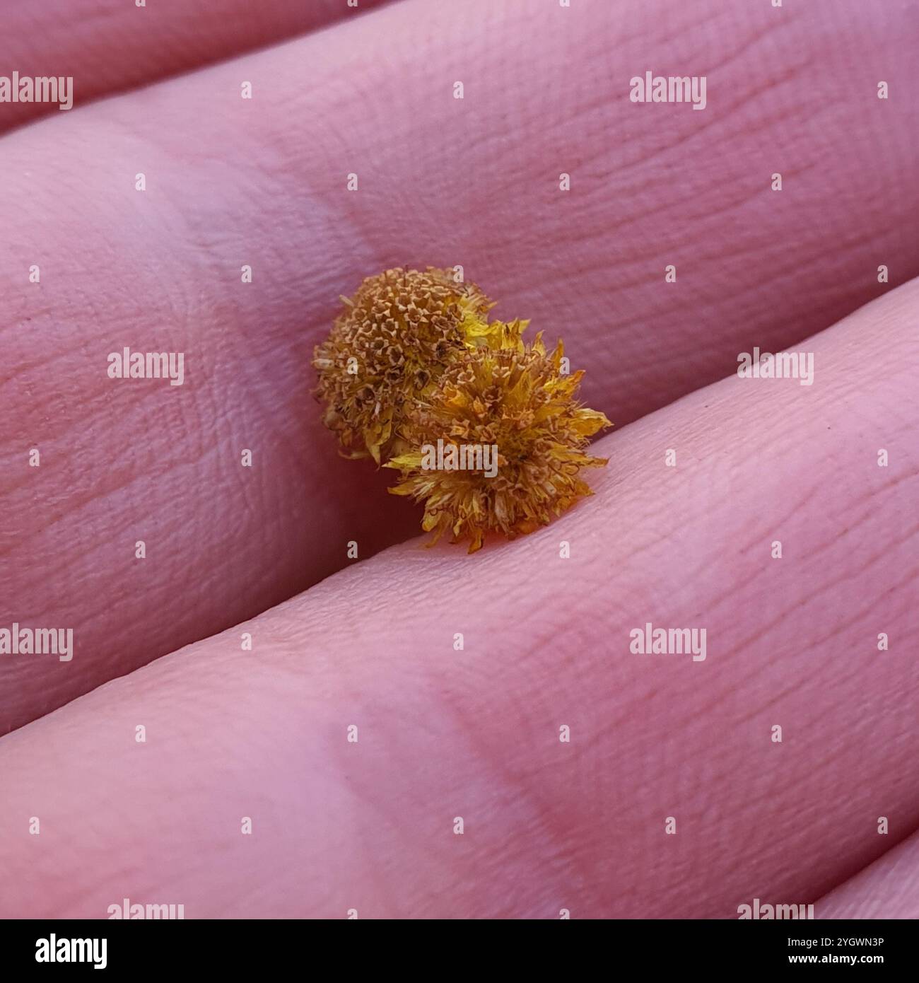 Common Everlasting (Chrysocephalum apiculatum Stock Photo - Alamy