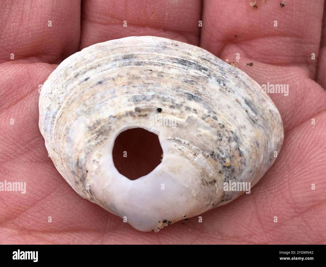Bent-nosed Clam (Macoma nasuta Stock Photo - Alamy