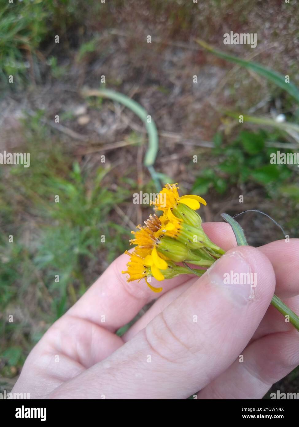 Tall western groundsel (Senecio integerrimus Stock Photo - Alamy