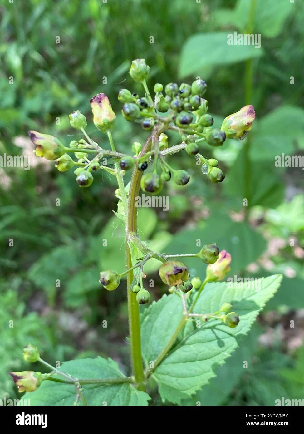 Common Figwort (Scrophularia nodosa Stock Photo - Alamy