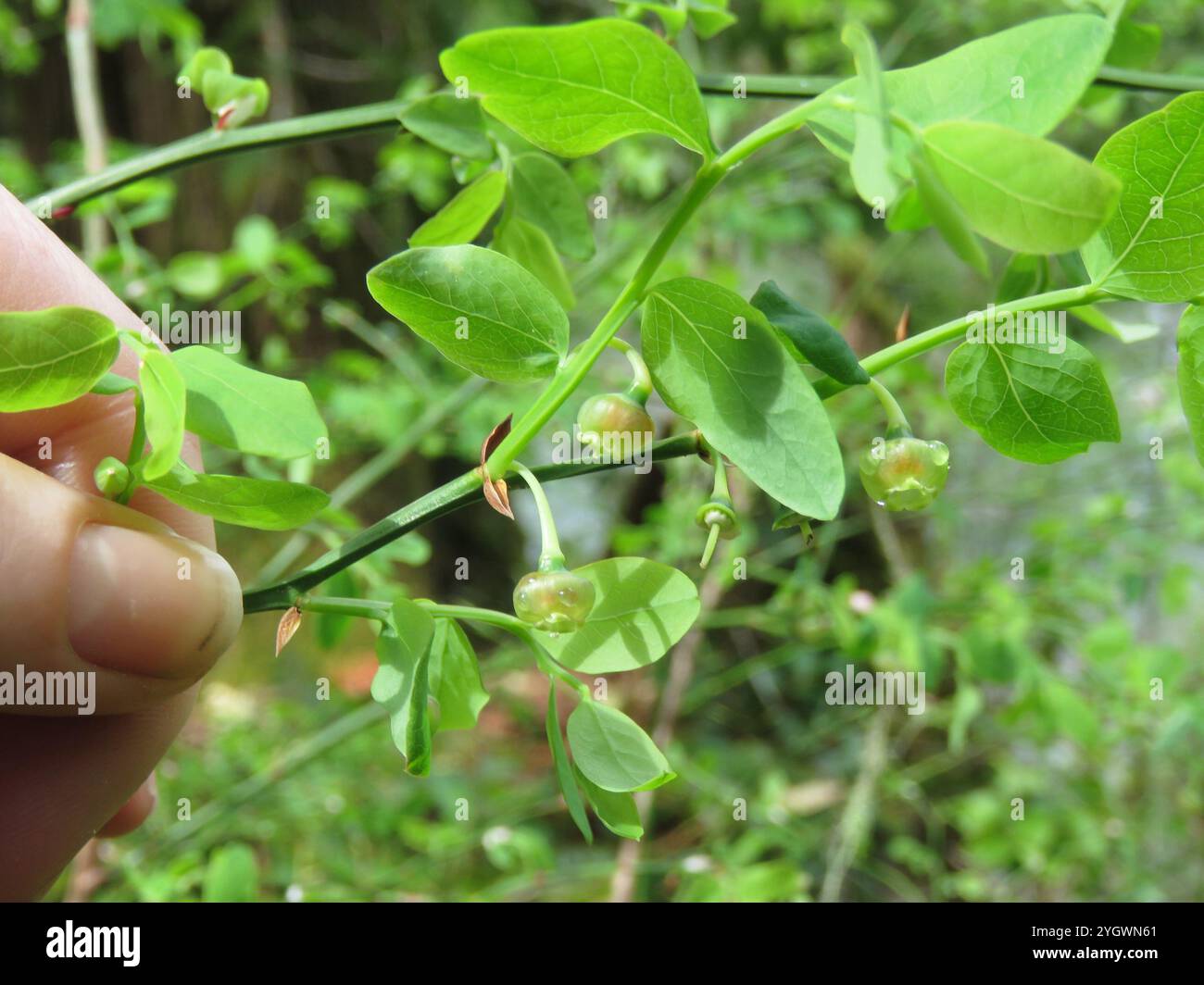 Vaccinium parvifolium hi-res stock photography and images - Alamy