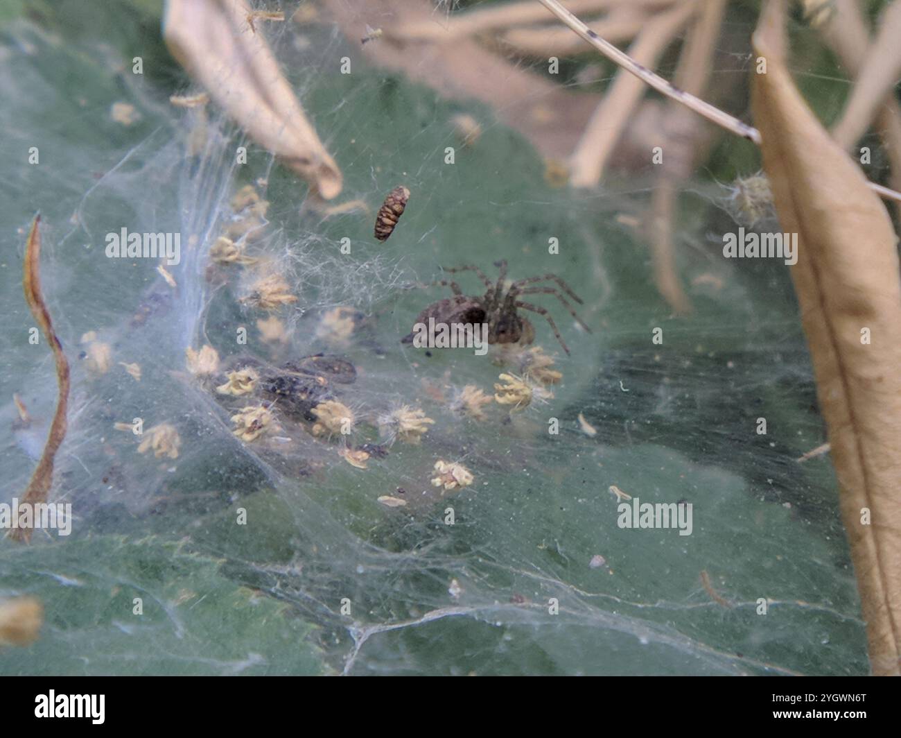 Labyrinth spider (Agelena labyrinthica Stock Photo - Alamy